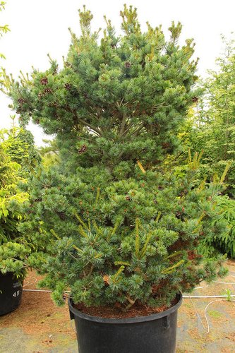Pinus parviflora 'Gyoko sho hime' | Pinus parviflora 'Gyoku sho hime ...
