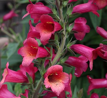 Digiplexis from multiple nurseries on Plant Lust