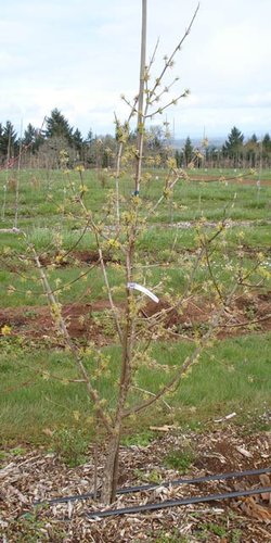 Cornus mas 'Elegant' | Elegant Cornelian Cherry Dogwood | plant lust