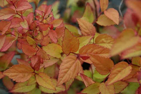 Spiraea japonica 'Firelight' | Spiraea bumalda 'Fire Light' | Spiraea ...