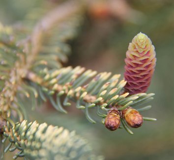 Conifer Kingdom - plant lust