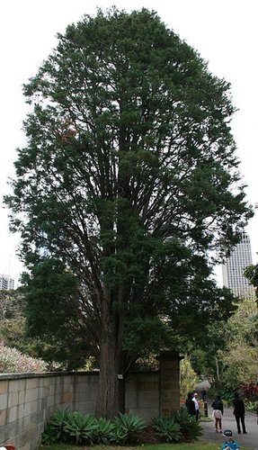 Cupressus lusitanica | Cedro Blanco | Mexican White Cedar | plant lust