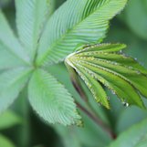 Rubus lineatus | Bramble | Silky-leaved Berry | plant lust