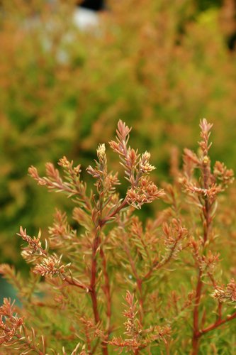 Thuja occidentalis Fire Chief™ PP19009 | Fire Chief ™ Globe Arborvitae ...