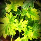 Pelargonium crispum | Pelargonium crispum 'Lemon' | Fragrant Geranium ...