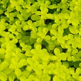 Sedum makinoi 'Ogon' | Ogon Sedum | plant lust