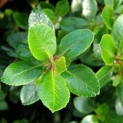 Escallonia 'Newport Dwarf' | Newport Dwarf Escallonia | plant lust