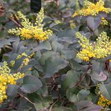 Mahonia repens | Berberis repens | Creeping Barberry | Creeping Mahonia ...