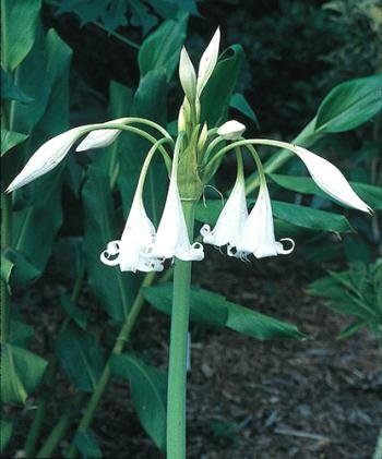 Crinum 'White Queen' | White Queen Crinum Lily | plant lust