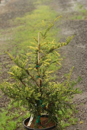 Taxus baccata 'Adpressa Aurea' | Golden Shrubby English Yew | plant lust