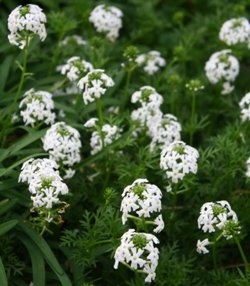 Verbena Pulchella White Lightning White Lightning Moss Verbena