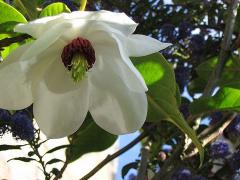 Magnolia wilsonii | Magnolia wilsonii 'Wilsonii' | Wilson's Magnolia ...