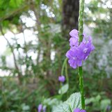 Stachytarpheta indica | Indian Snakeweed | Jamaica Vervain | Lavender ...