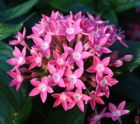 Pentas lanceolata 'Butterfly Deep Pink' | Butterfly Deep Pink Egyptian ...