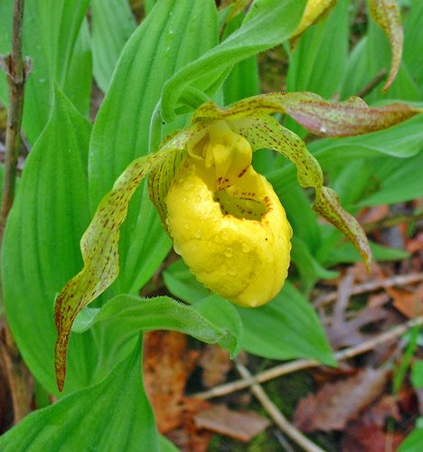 Cypripedium parviflorum var. pubescens | Cypripedium pubescens ...