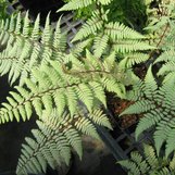 Athyrium 'Ghost' | Athyrium x 'Ghost' | Ghost Fern | plant lust