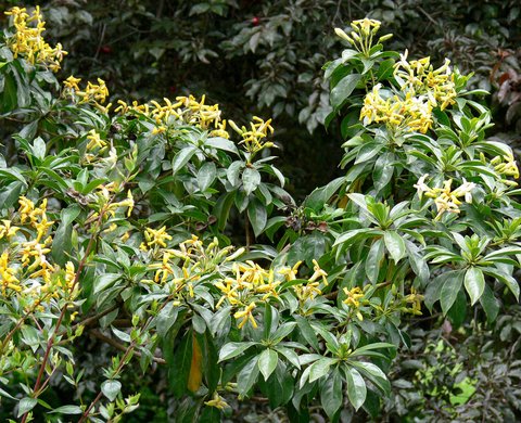 Hymenosporum flavum | Sweetshade | plant lust