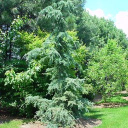 Cedrus deodara 'Eisregen' | Eisregen Blue Himalayan Cedar | plant lust