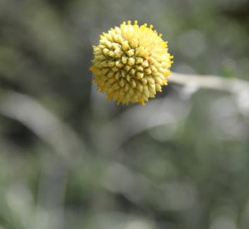 Pycnosorus from multiple nurseries on Plant Lust
