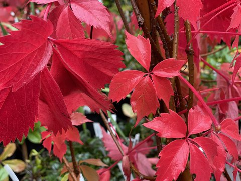 Parthenocissus inserta | Parthenocissus vitacea | Thicket Creeper ...