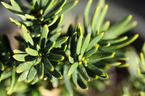 Taxus x media 'Beanpole' | Taxus x 'Media Beanpole' | Taxus x media ...