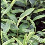 Alpinia formosana | Alpinia formosana 'Pinstripe' | Hedychium formosana ...