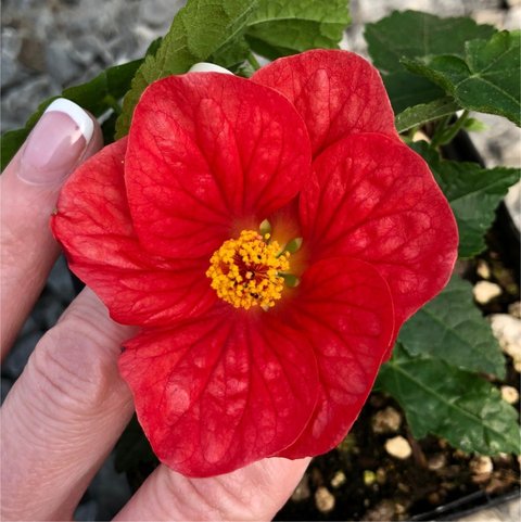 Abutilon Patio Lantern™ 'Passion' PP28142 | Abutilon 'Passion ...