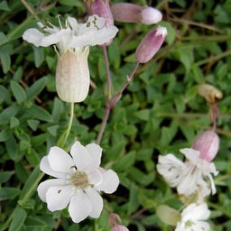 Silene uniflora 'Compacta' | Silene uniflora compacta | plant lust