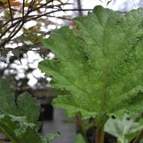 Gunnera tinctoria | Gunnera chilensis | Gunnera scabra | Chilean ...