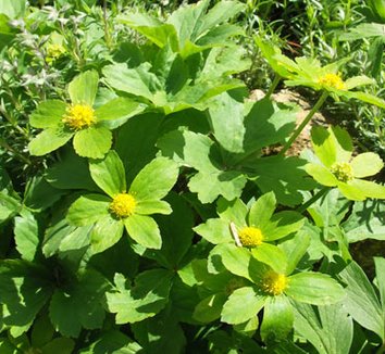 Dondia from multiple nurseries on Plant Lust