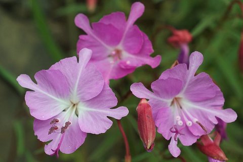 Clarkia breweri | Eucharidium breweri | plant lust