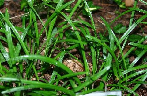 Liriope spicata 'Ever Blue' | Creeping Lily Turf | plant lust