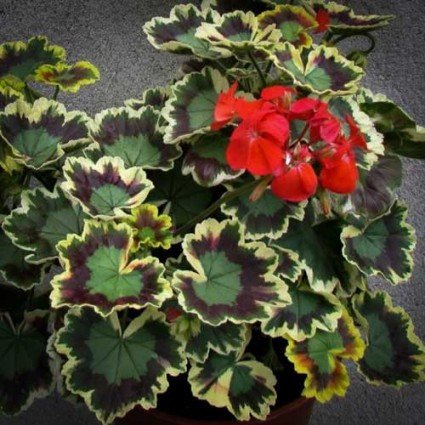 Pelargonium 'Mrs. Pollock' | Pelargonium x hortorum 'Mrs. Pollock ...