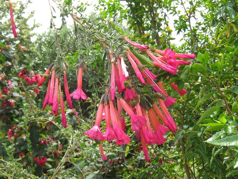 Cantua buxifolia | Inca Bells | Magic Flower | Sacred Flower of the ...