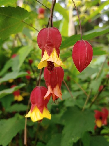 Abutilon megapotamicum [typical - Plant Delights] | Flowering Maple ...