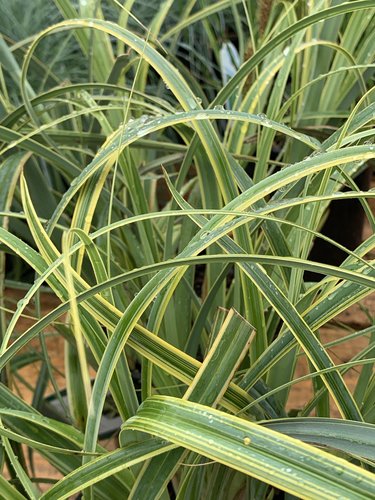 Carex trifida 'Rekohu Sunrise' PP20,512 | Carex rekohu 'Sunrise ...