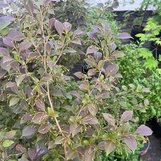 Styrax japonicus 'Evening Light' PP24168 | Styrax japonica 'Evening ...