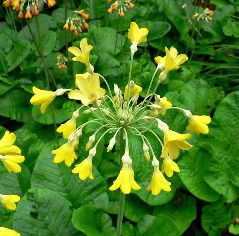 Primula florindae | Tibetan Summer Bells | Tibetian Primrose | plant lust