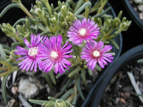 Delosperma cooperi | Cooper's Hardy Ice Plant | plant lust