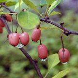 Berberis thunbergii 'Thornless' | Thornless Barberry | plant lust