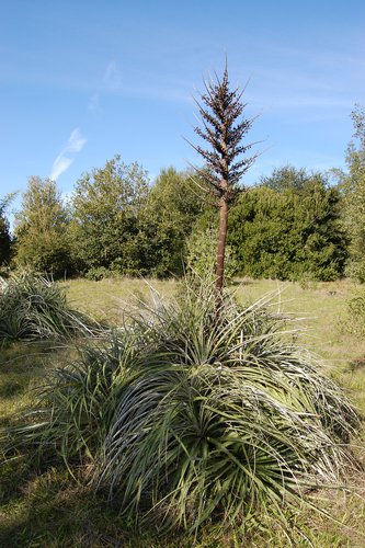 Puya alpestris ssp. zoellneri | Puya berteroniana | Blue Puya ...