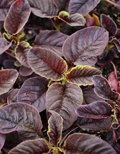 Amaranthus tricolor 'Red Beauty' | plant lust
