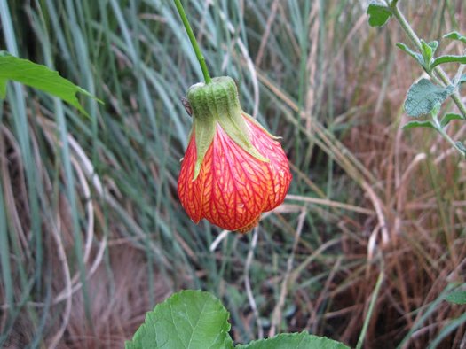 Abutilon 'Temple Bells' | Abutilon 'Red-veined Orange' | Temple Bells ...