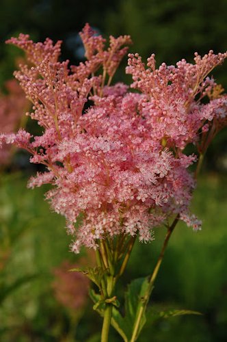 Filipendula rubra 'Venusta' | Filipendula rubra 'Venusta Magnifica ...