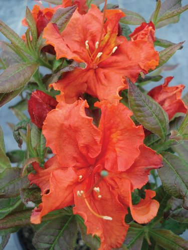 Arneson Medallion Azalea | Azalea 'Arneson Medallion' | plant lust
