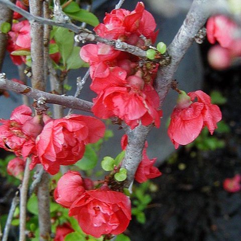 Chaenomeles x superba 'Red Chief' | Chaenomeles 'Red Chief' | Red Chief ...