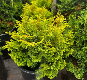 Chamaecyparis from multiple nurseries on Plant Lust