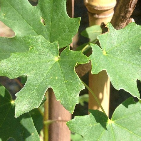 Acer grandidentatum Rocky Mountain Glow® | Rocky Mountain Glow ...