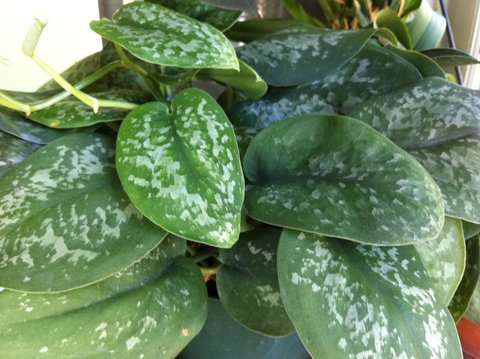 Scindapsus pictus 'Argyraeus' | Epipremnum pictum 'Argyraeus ...