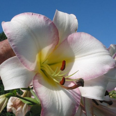 Lilium Hybrid Trumpet [White with Pink Picotee] | Hybrid Trumpet Lily ...